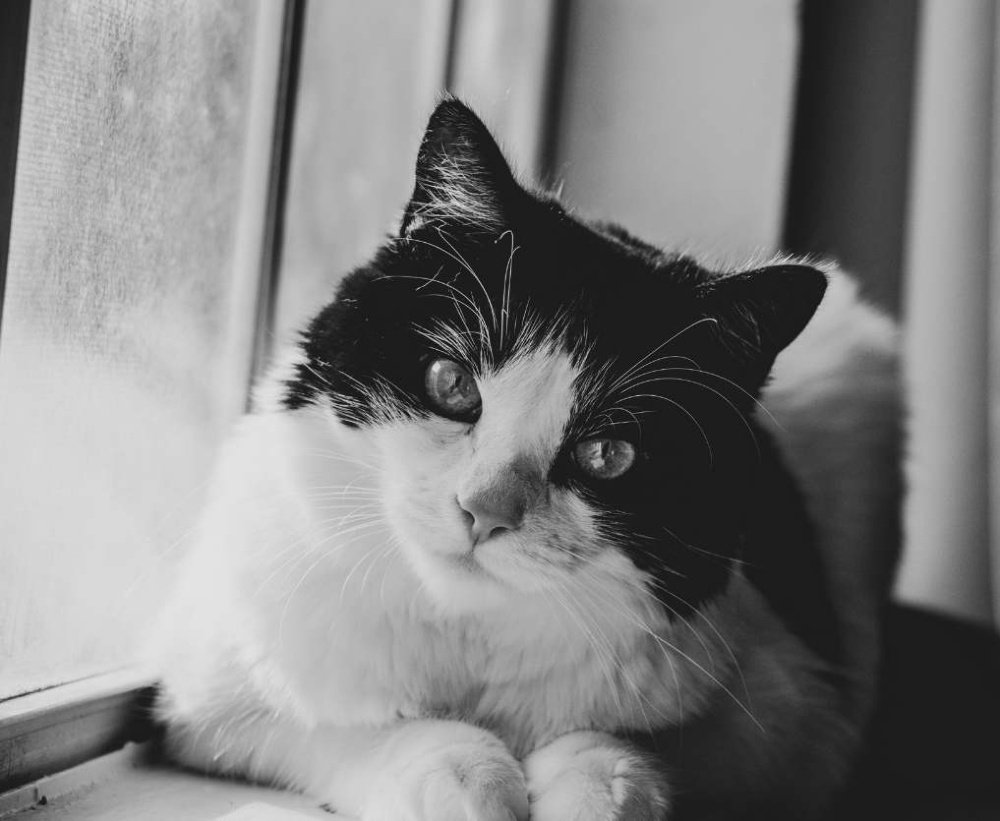 Mochi mochi